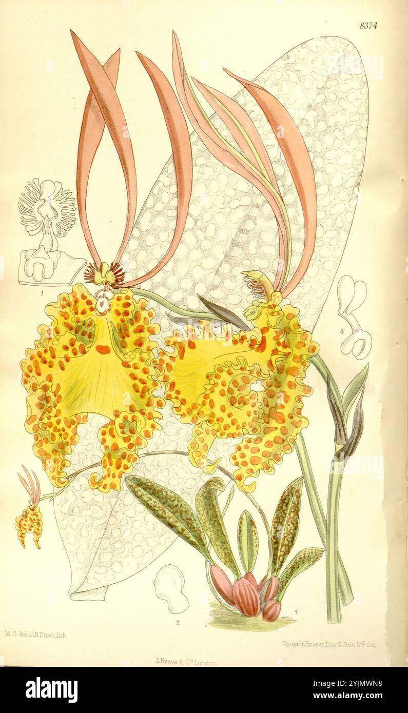 This illustration features a vibrant collection of orchids, showcasing ...