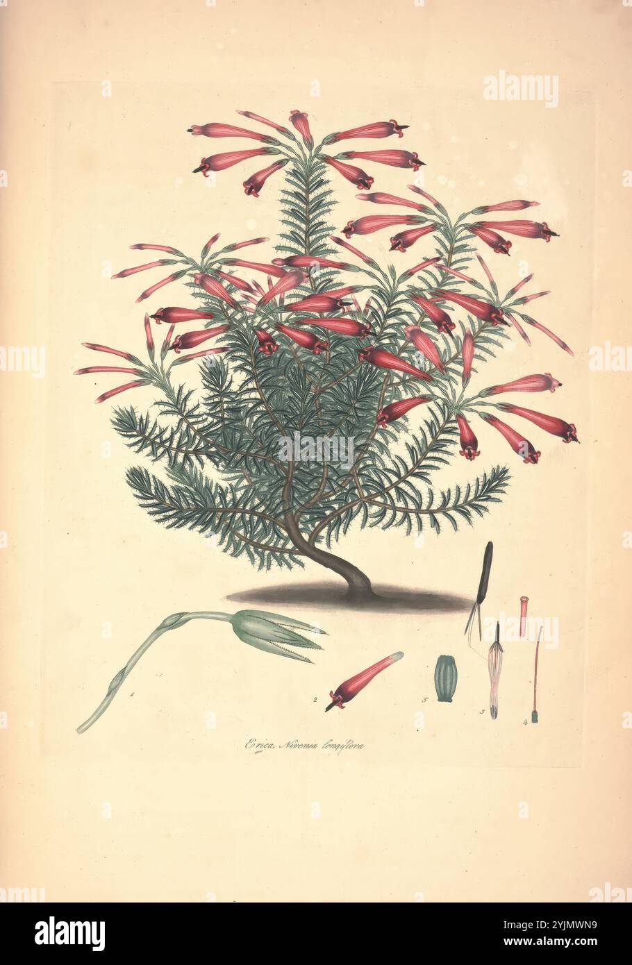 Comprehensive botanical study hi-res stock photography and images - Alamy