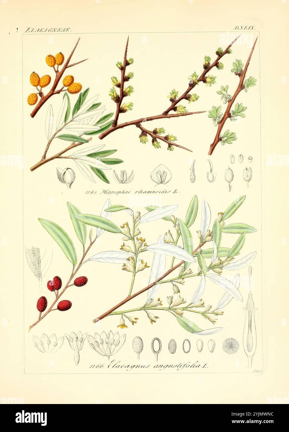 Various floral structures hi-res stock photography and images - Alamy