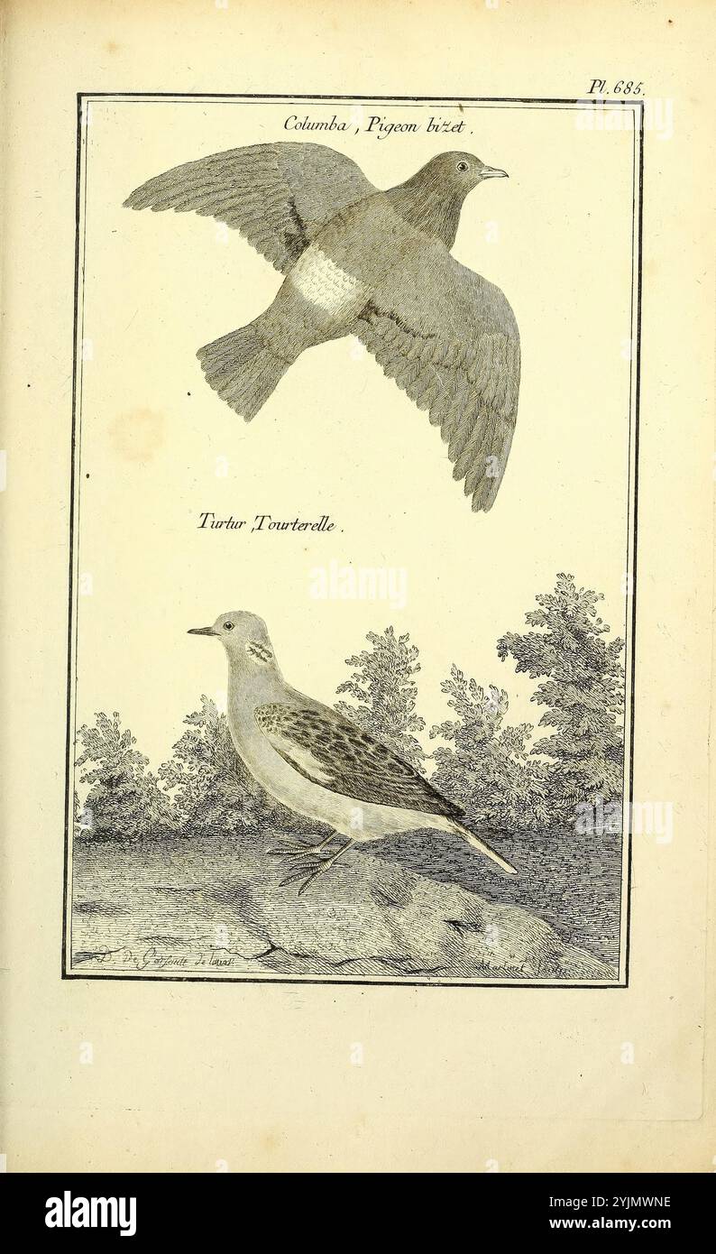 The illustration features two distinct bird species, showcasing their ...