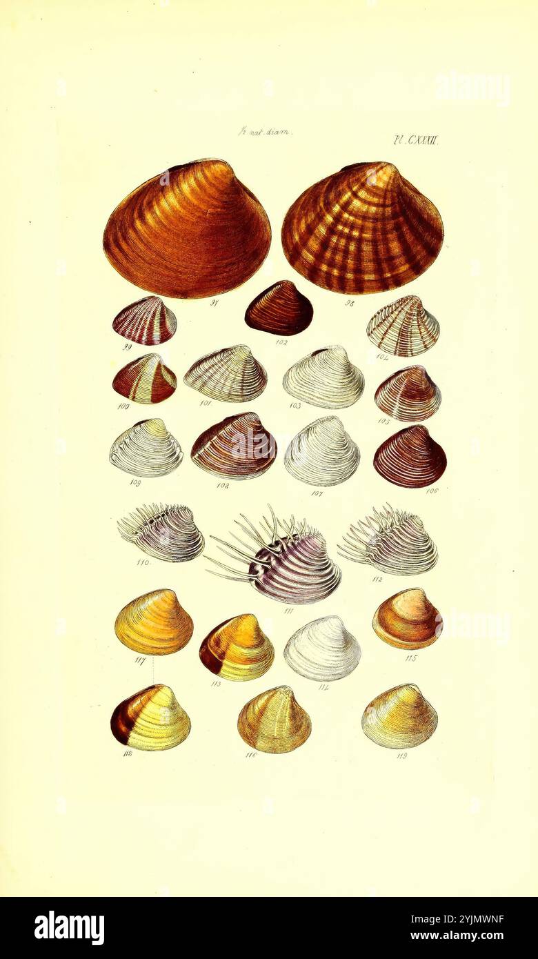 Shell indicate identification hi-res stock photography and images - Alamy