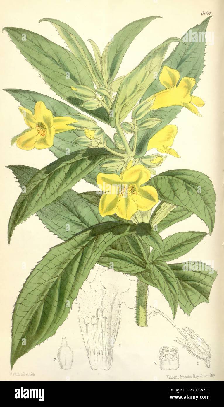 Subtle inset hi-res stock photography and images - Alamy