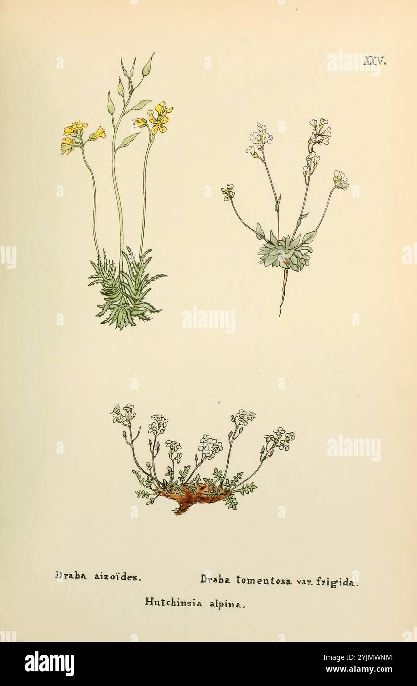The illustration features three botanical specimens of alpine flora ...