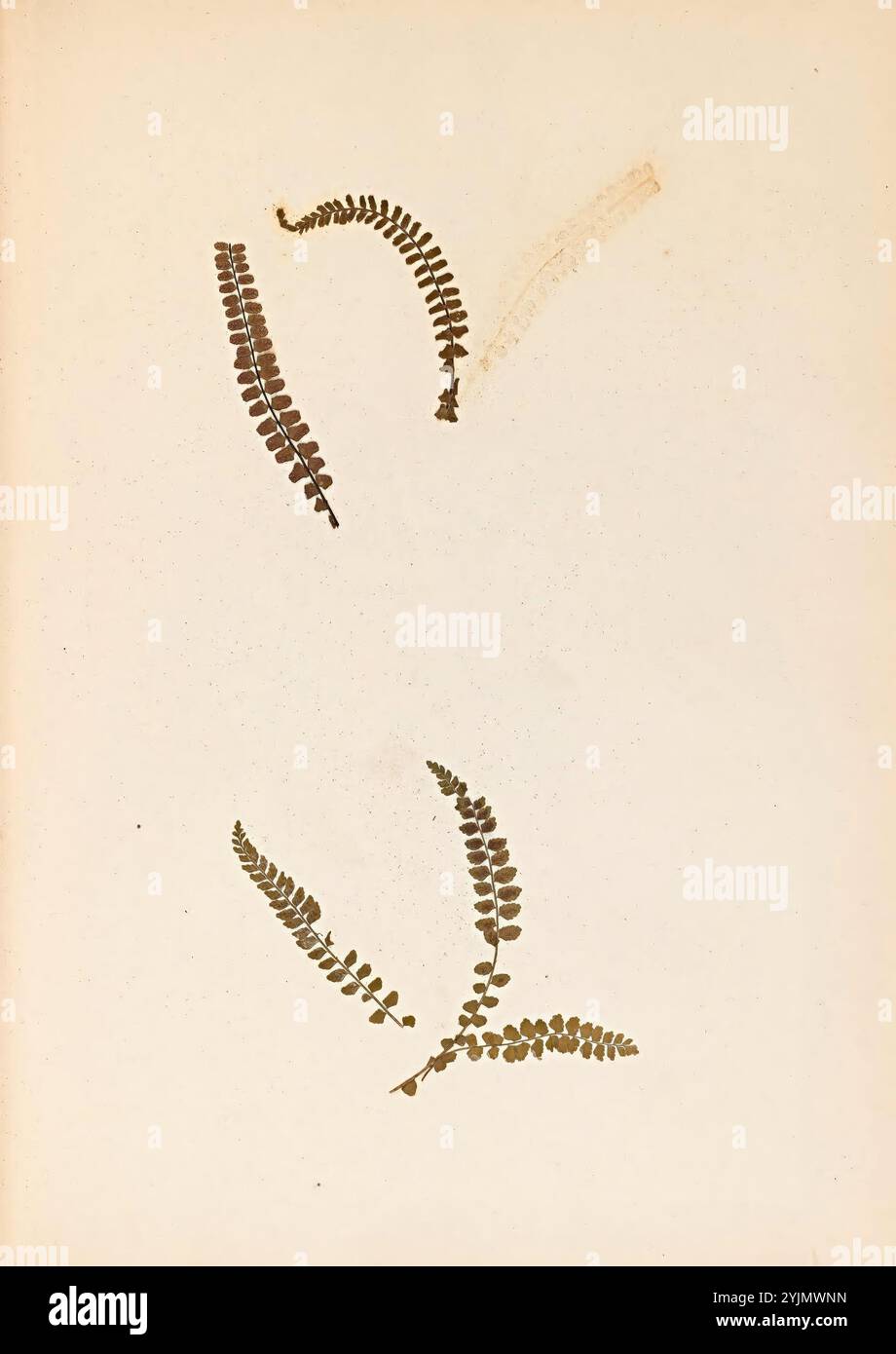 Elegant arrangement of fern fronds hi-res stock photography and images ...