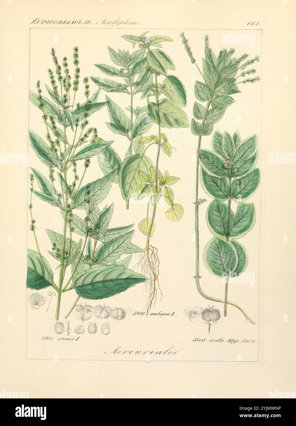 An illustration featuring a variety of plants categorized under ...