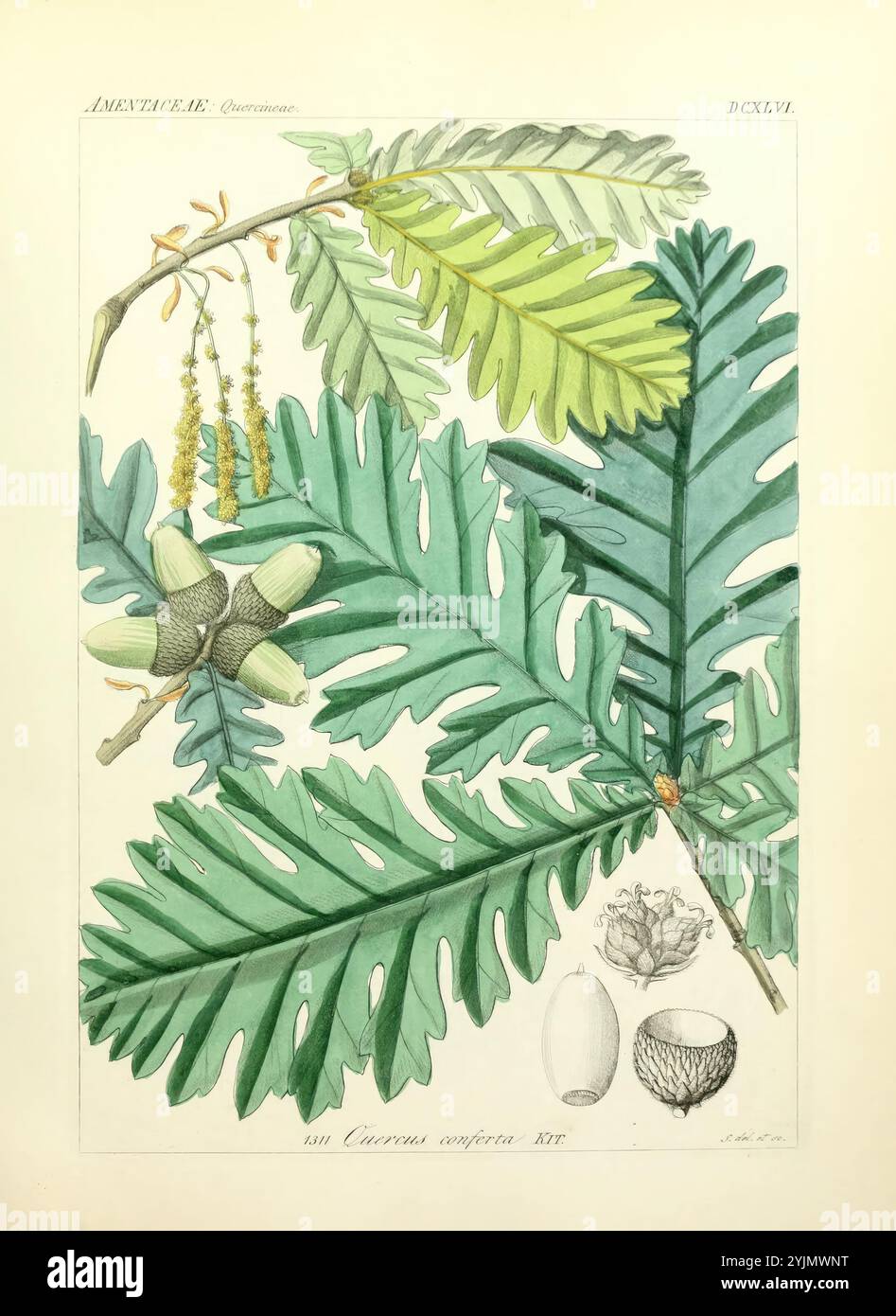 Illustrating botanical diversity hi-res stock photography and images ...