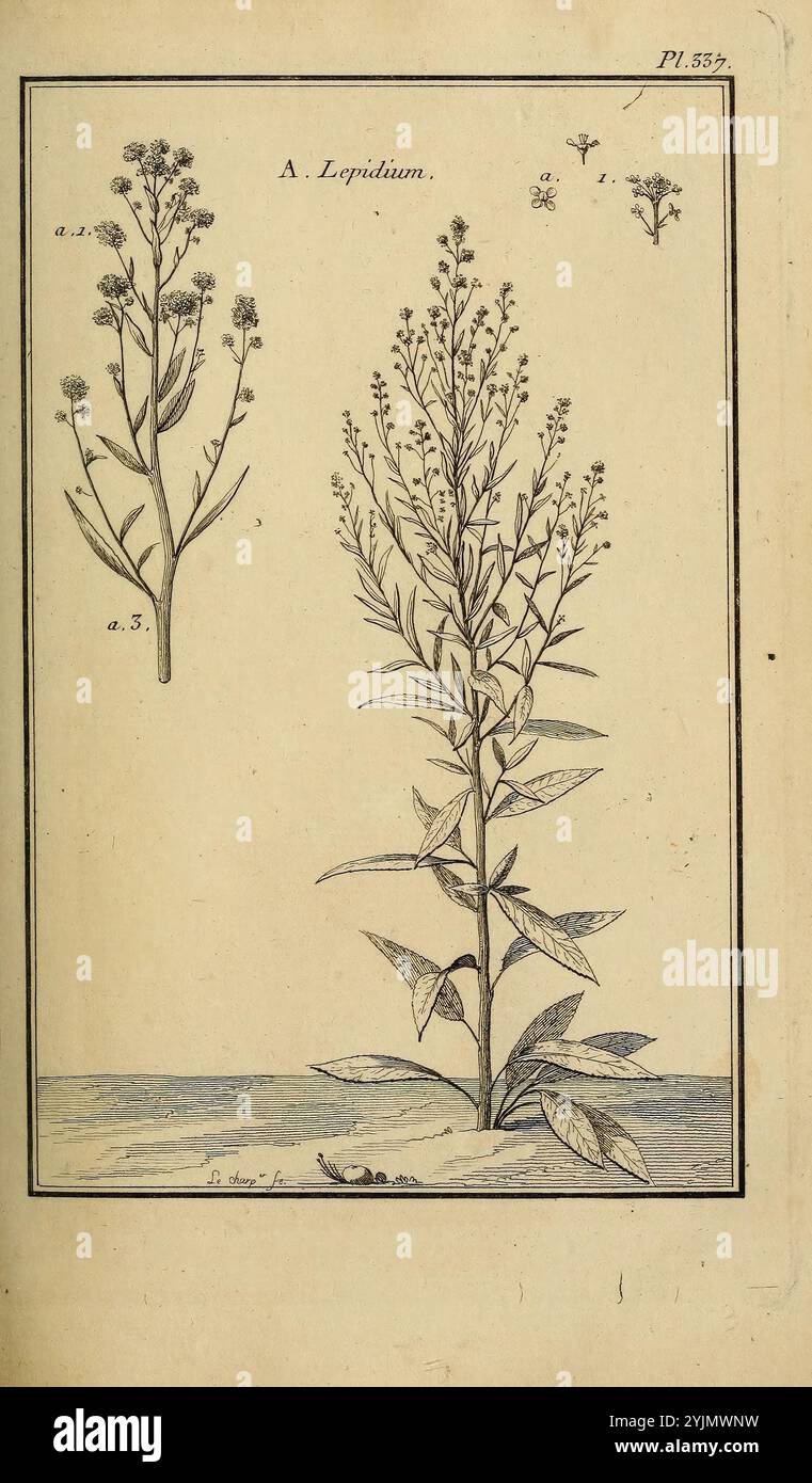 Taller specimen hi-res stock photography and images - Alamy