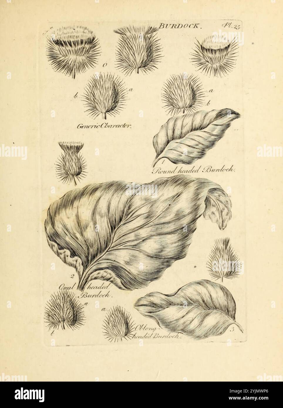 Illustration features detailed depictions of leaves hi-res stock ...