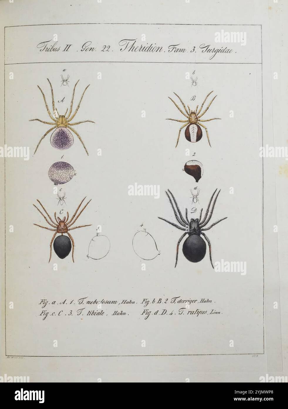 An illustration showcasing various species of spiders from the genus ...