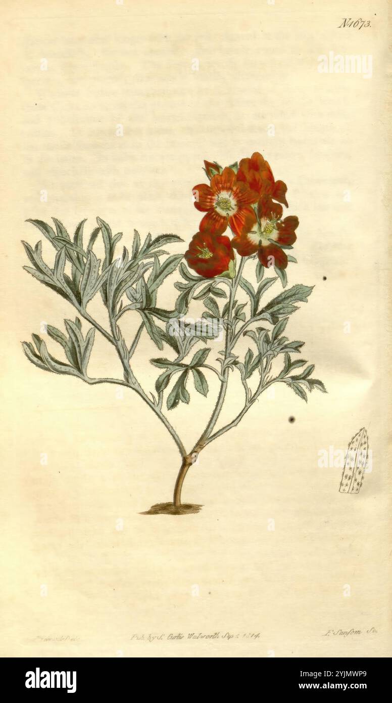 Delicate base hi-res stock photography and images - Alamy