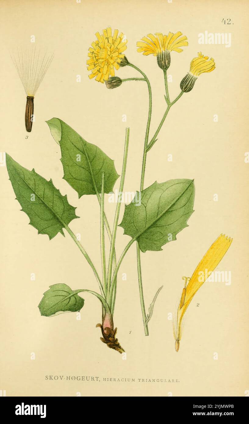 Seed forms emphasizes hi-res stock photography and images - Alamy