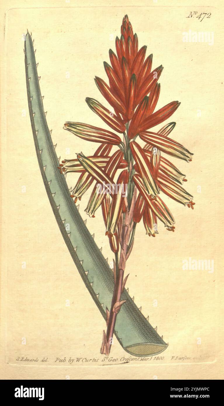 Delicate spikes emerge hi-res stock photography and images - Alamy