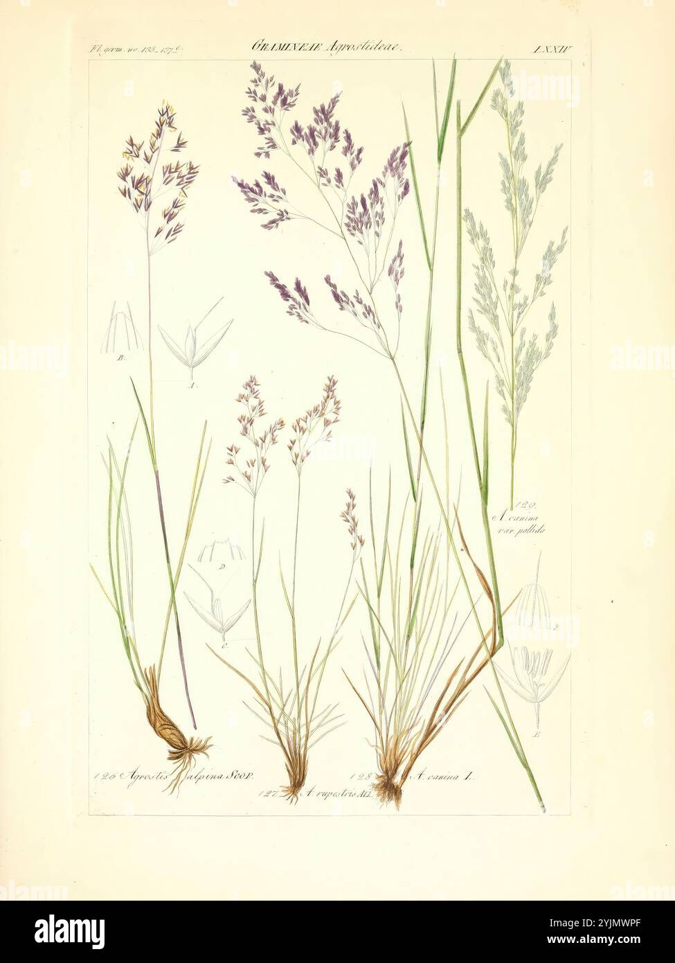 Detailed depictions of plant stems hi-res stock photography and images ...