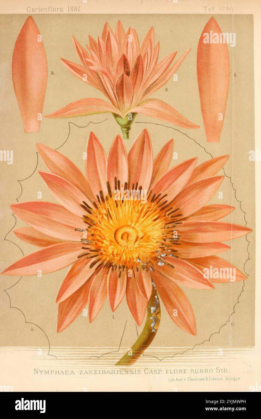 Outlined sketches hi-res stock photography and images - Alamy