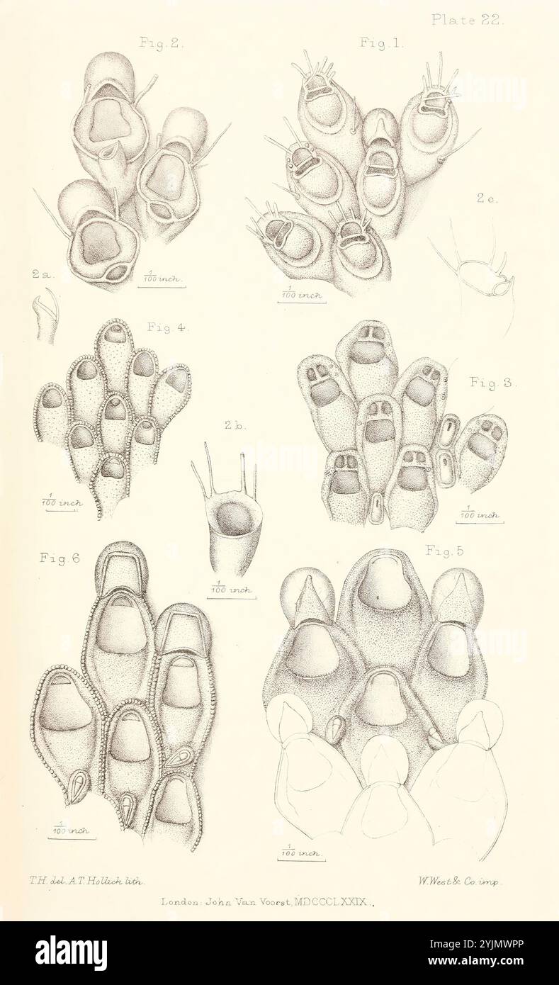 Understanding anatomical variations hi-res stock photography and images ...