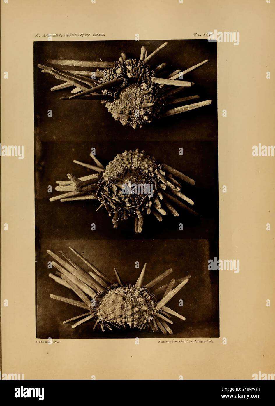 Creatures unique anatomical features hi-res stock photography and ...