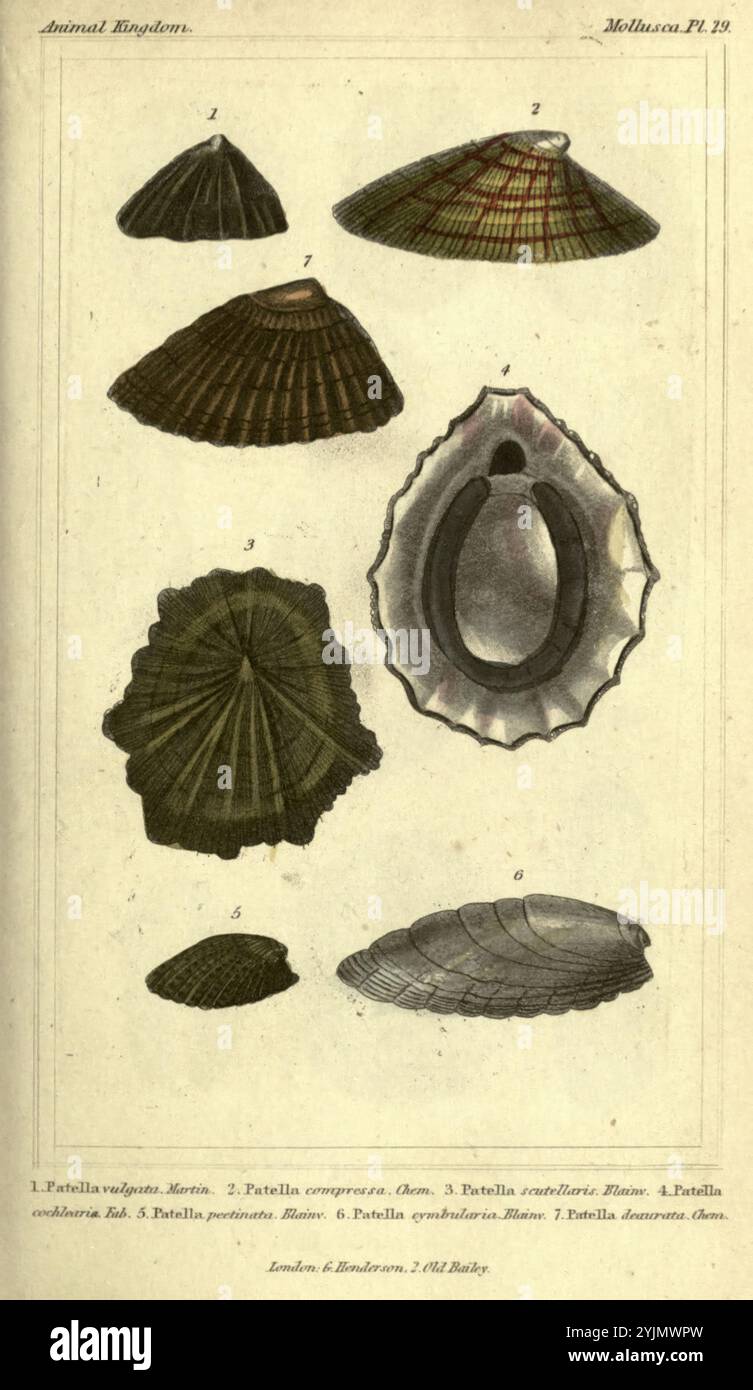 Understanding molluscan morphology hi-res stock photography and images ...