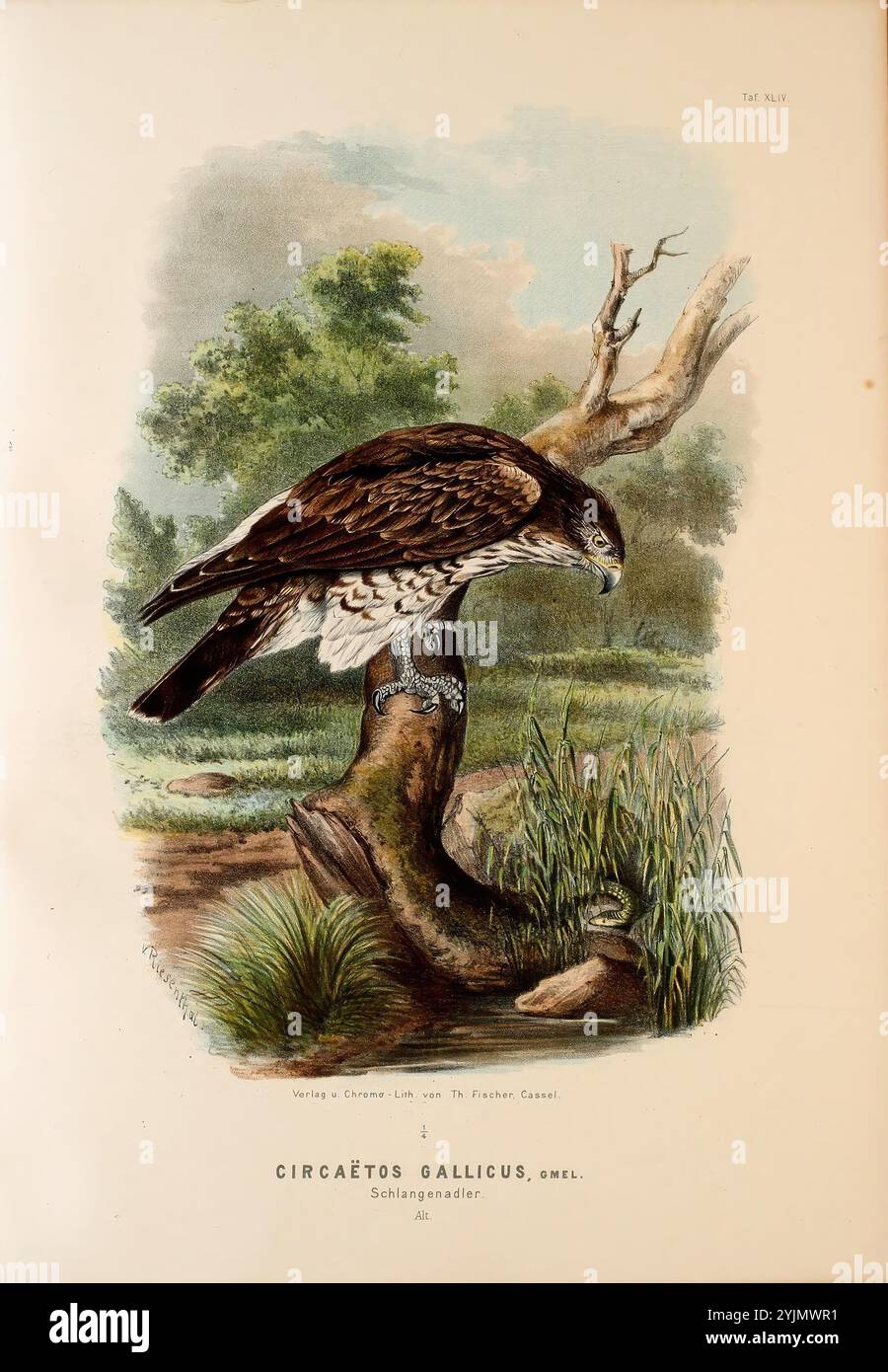 emphasizing the, Artist's attention to realism and the beauty of ...