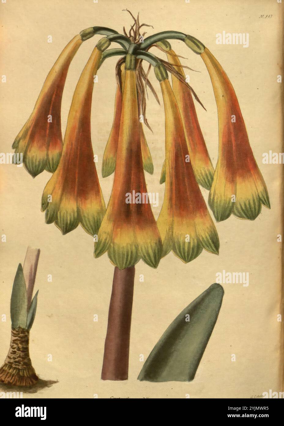 A botanical illustration featuring a vibrant cluster of elongated ...