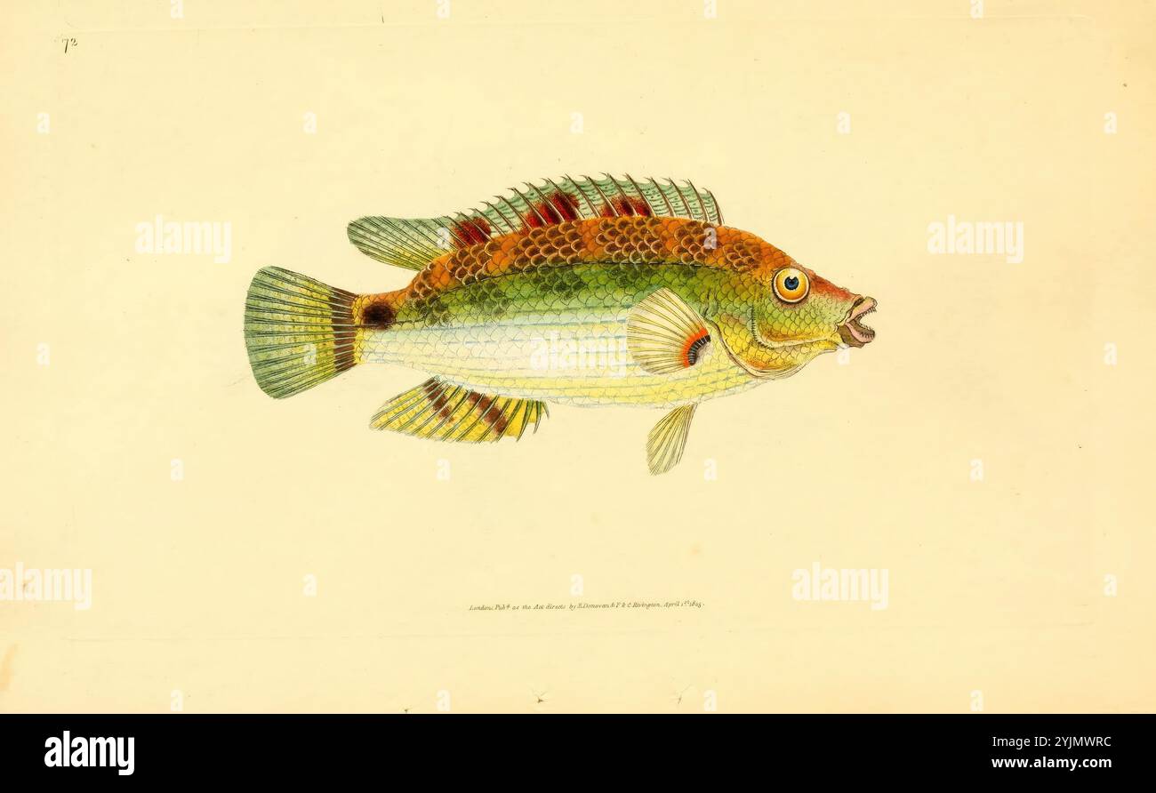 Laterally compressed hi-res stock photography and images - Alamy