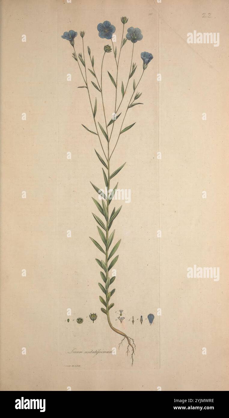 The illustration depicts a slender, vertical stem of a flowering plant ...