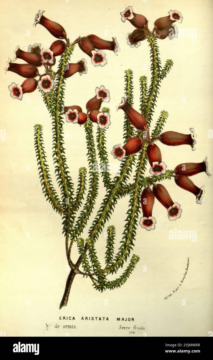 Erica aristata hi-res stock photography and images - Alamy