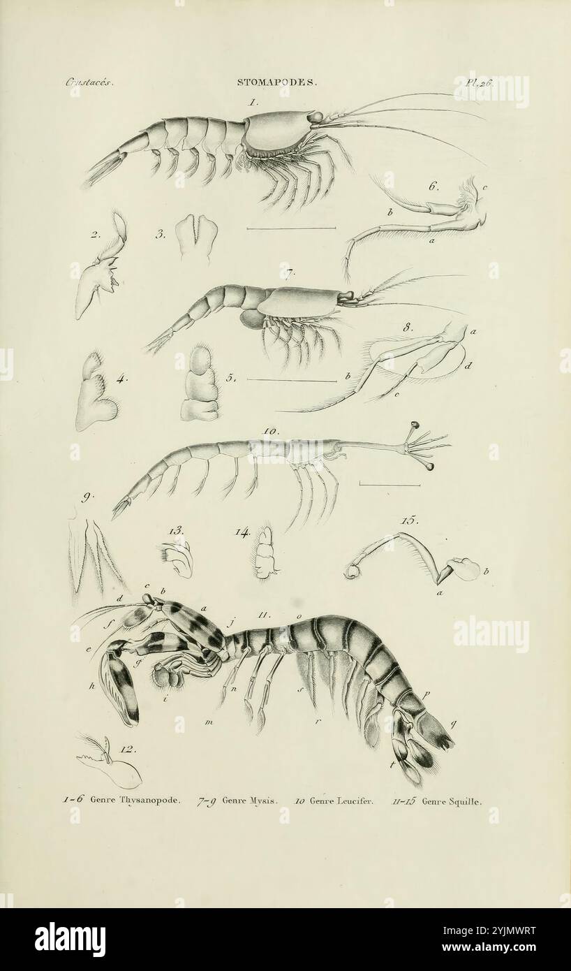 Species anatomical structure hi-res stock photography and images - Alamy