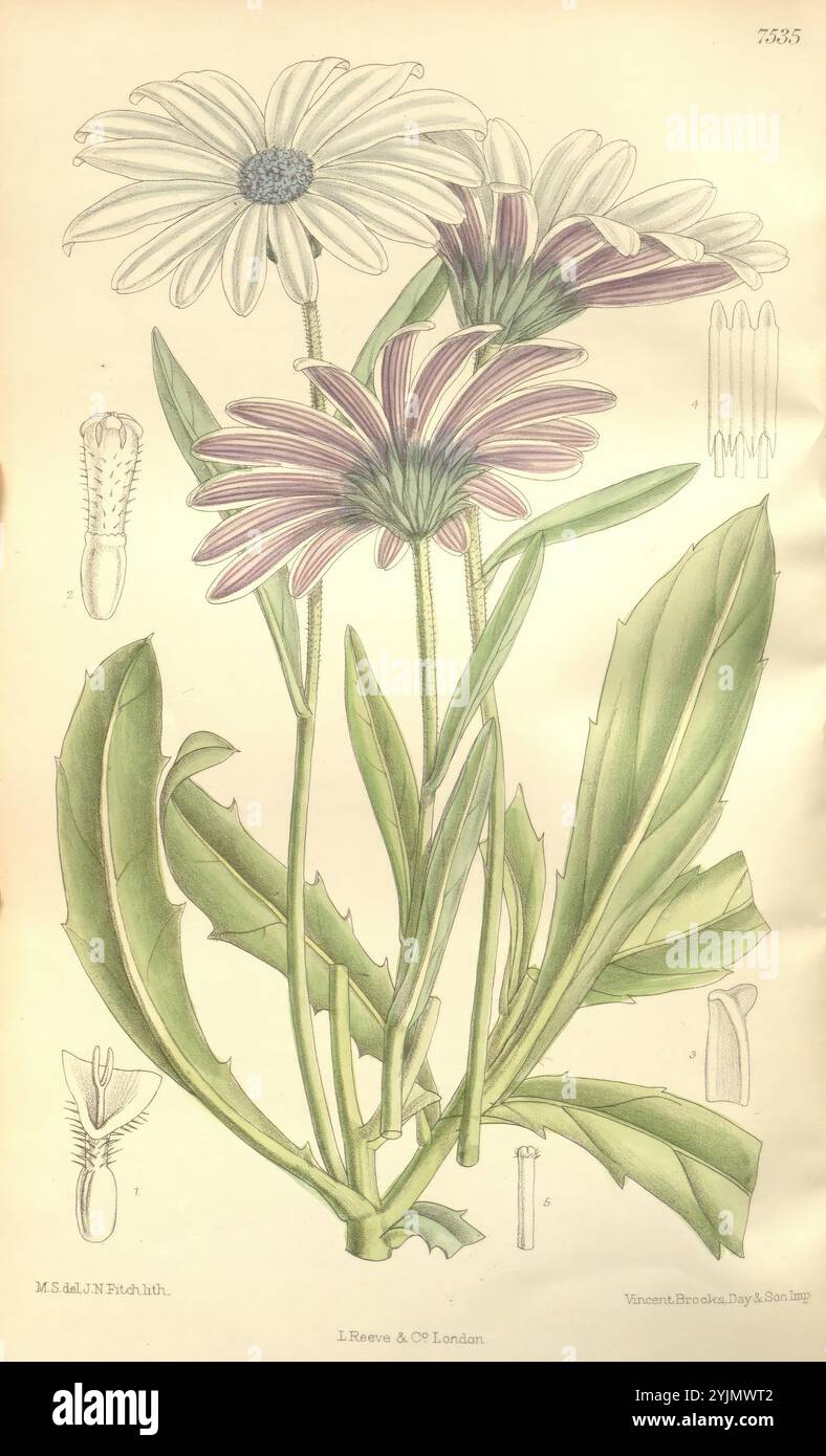 Upper part showcases hi-res stock photography and images - Alamy