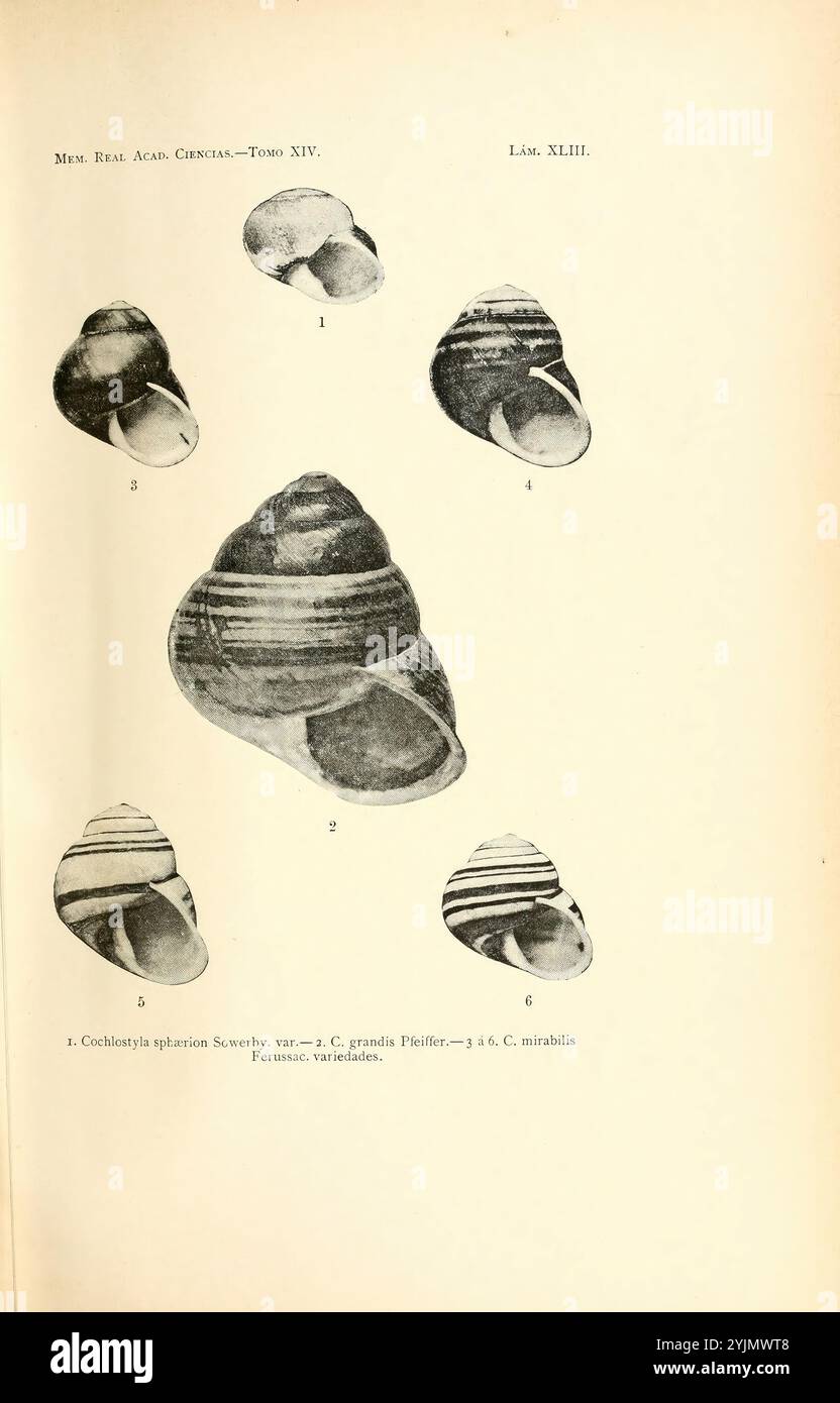 Diversity in shell characteristics hi-res stock photography and images ...