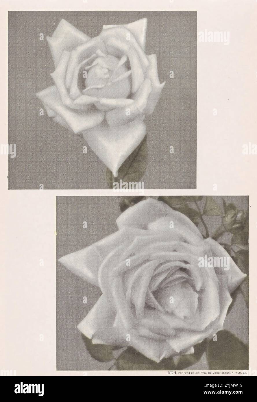 The composition features two elegantly arranged roses, showcasing their ...