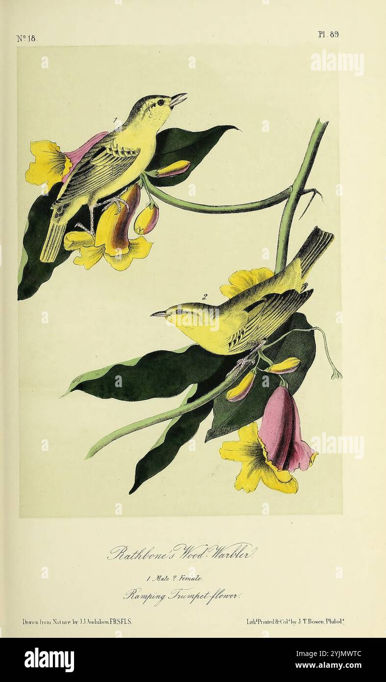 Lively scene of avian life hi-res stock photography and images - Alamy