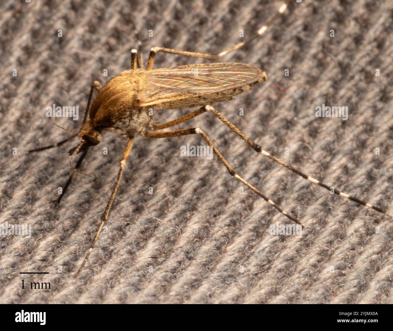 Ochlerotatus hi-res stock photography and images - Alamy