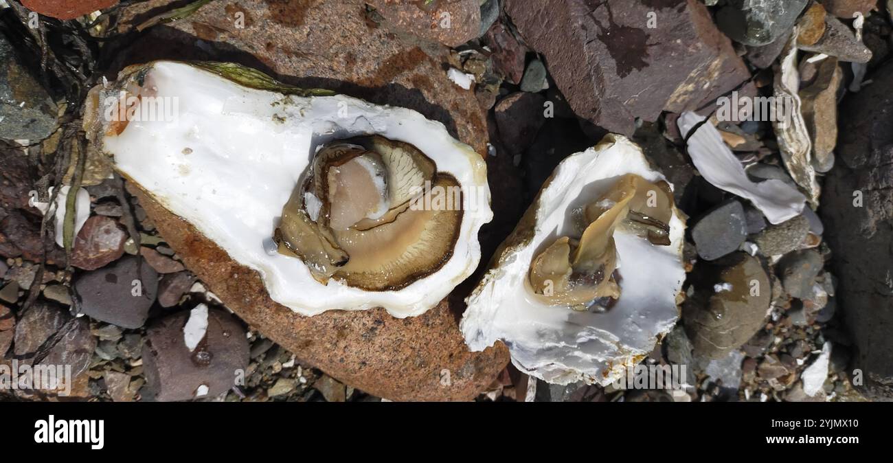Pacific Oyster (Magallana gigas Stock Photo - Alamy