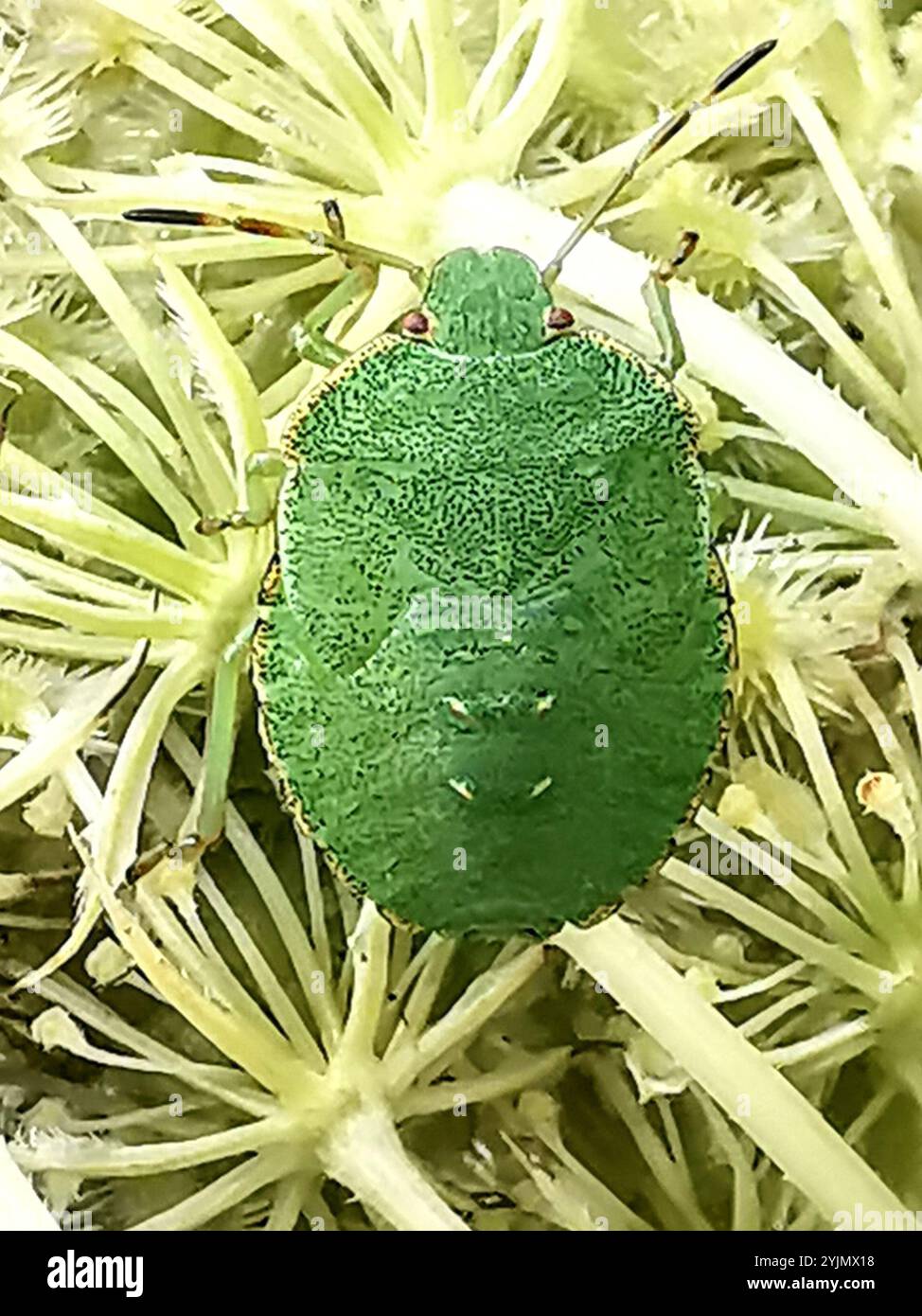 Green Shield Bug (Palomena prasina Stock Photo - Alamy