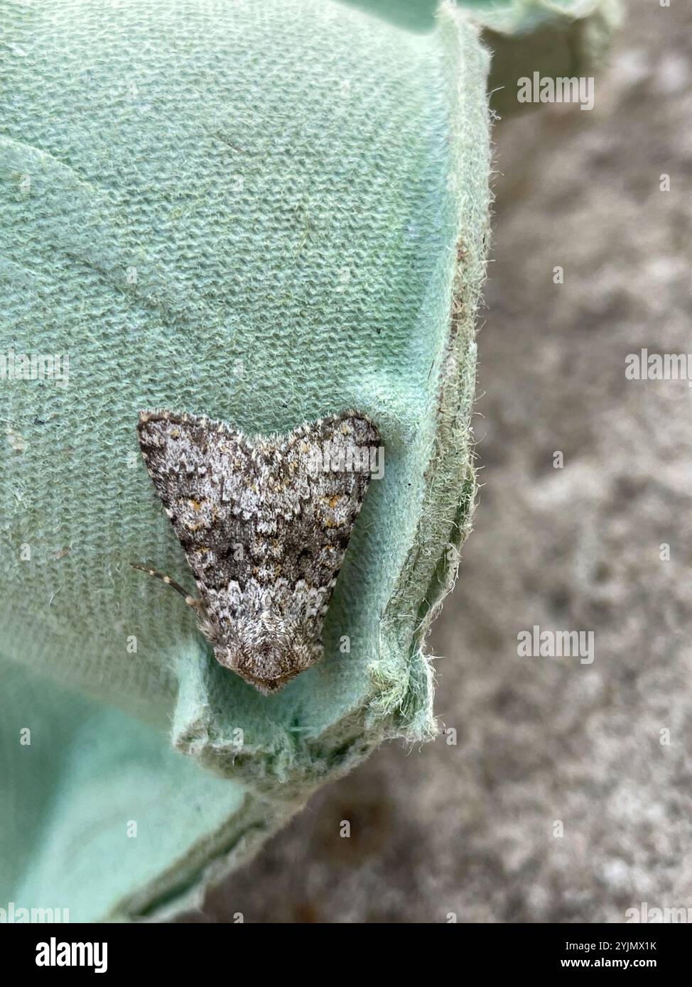 Small Ranunculus (Hecatera dysodea Stock Photo - Alamy