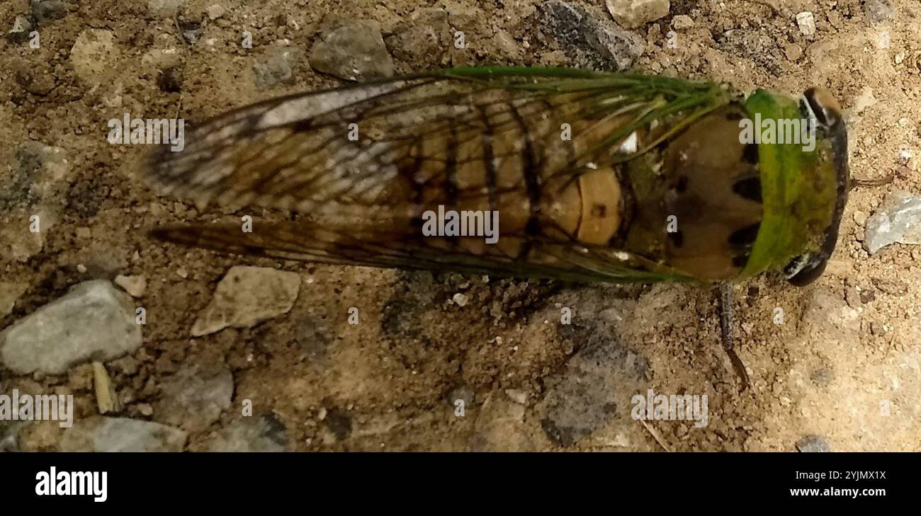 Superb Dog-day Cicada (Neotibicen superbus Stock Photo - Alamy