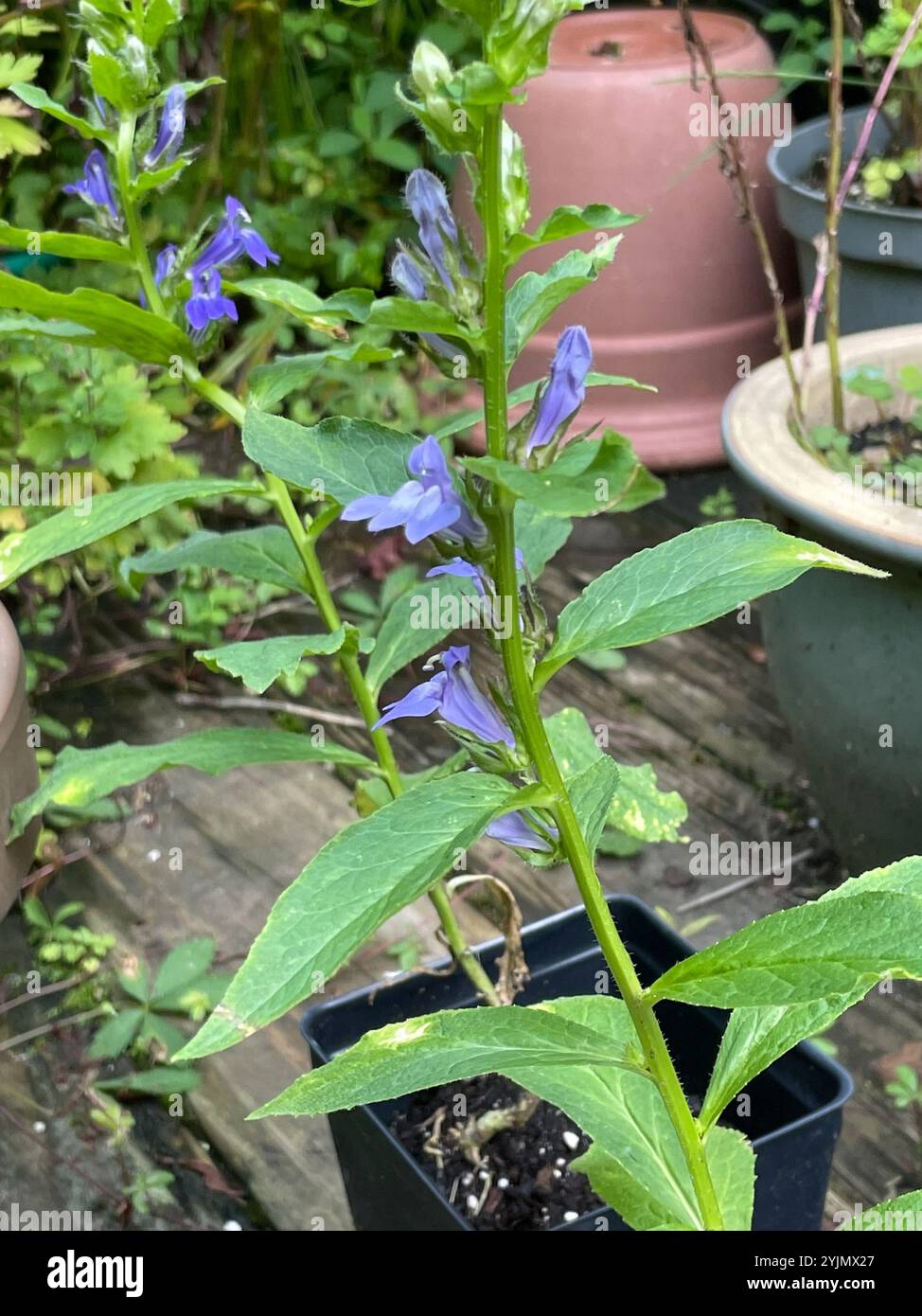 Great Blue Lobelia Lobelia Siphilitica Stock Photo Alamy
