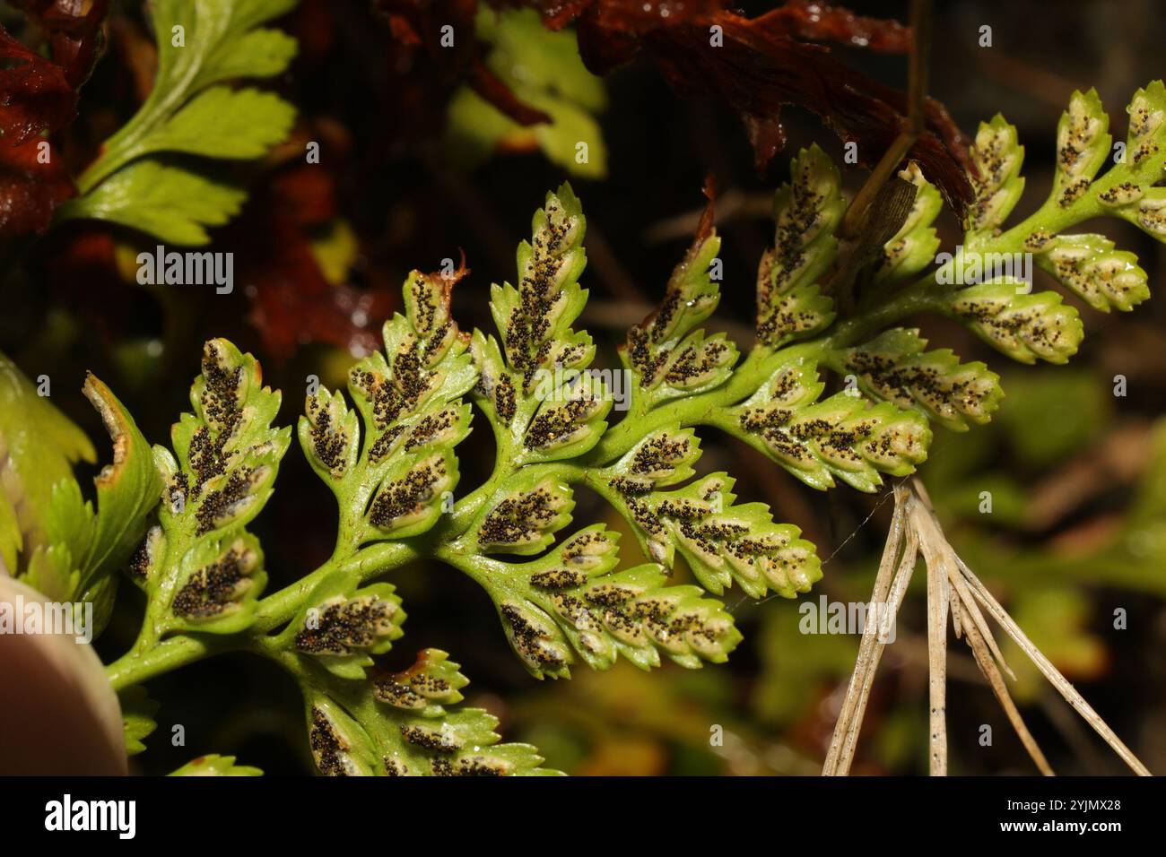 black spleenwort (Asplenium adiantum-nigrum Stock Photo - Alamy