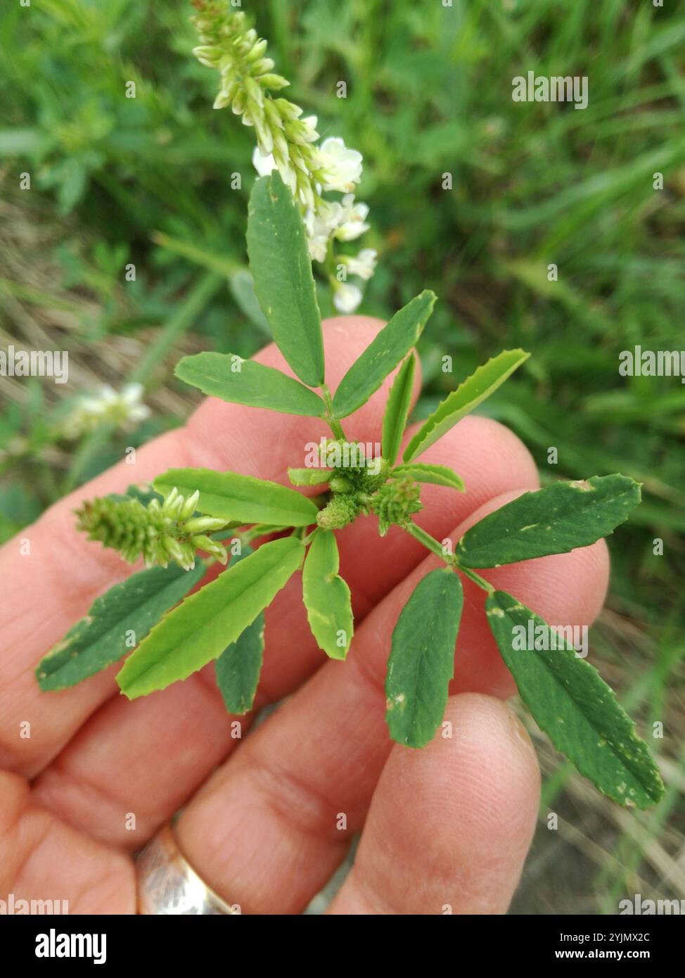 White Sweetclover (Melilotus albus Stock Photo - Alamy