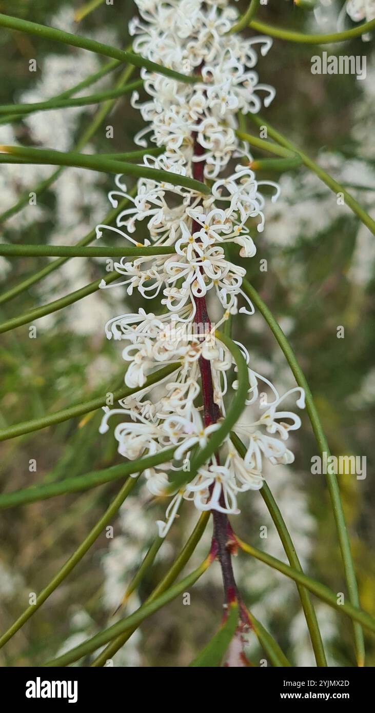 Pincushion trees (Hakea Stock Photo - Alamy