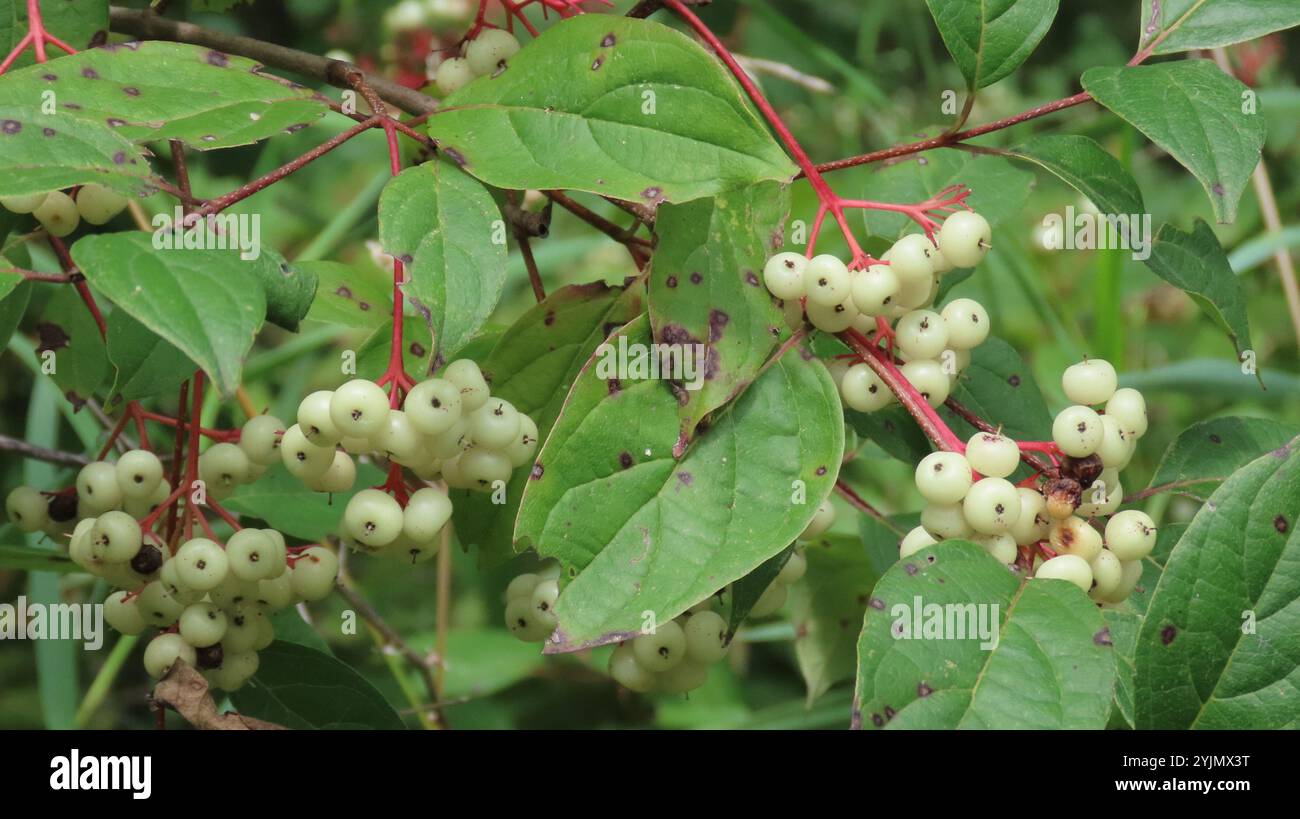 gray dogwood (Cornus racemosa Stock Photo - Alamy