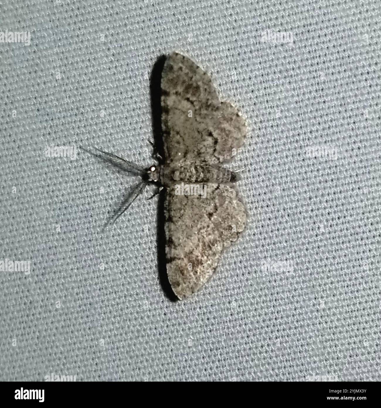 Texas Gray (Glenoides texanaria Stock Photo - Alamy