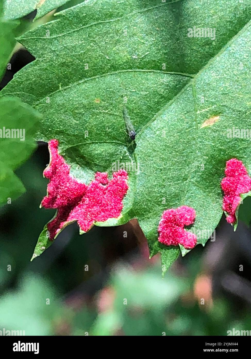 Rocky Mountain Maple Felt Mite (Aceria calaceris Stock Photo - Alamy