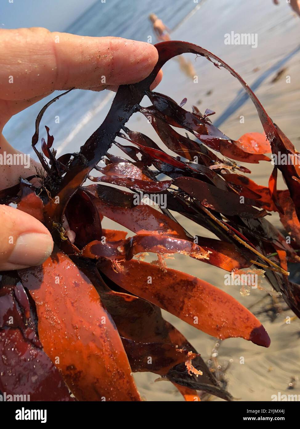 Bleach Weed (Prionitis sternbergii Stock Photo - Alamy