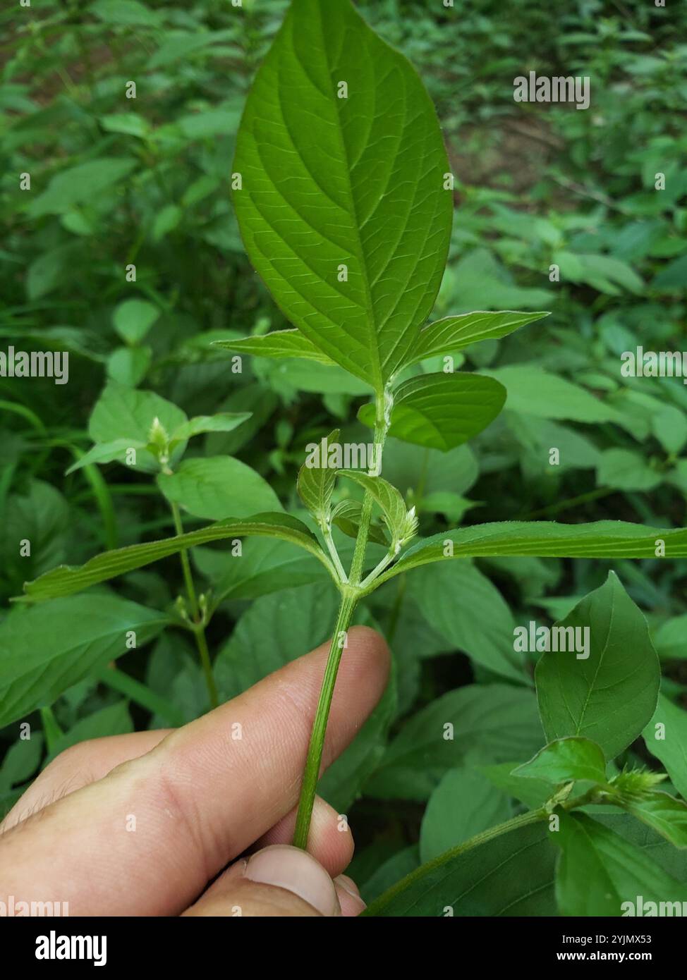 Japanese Chaff Flower (Achyranthes japonica Stock Photo - Alamy