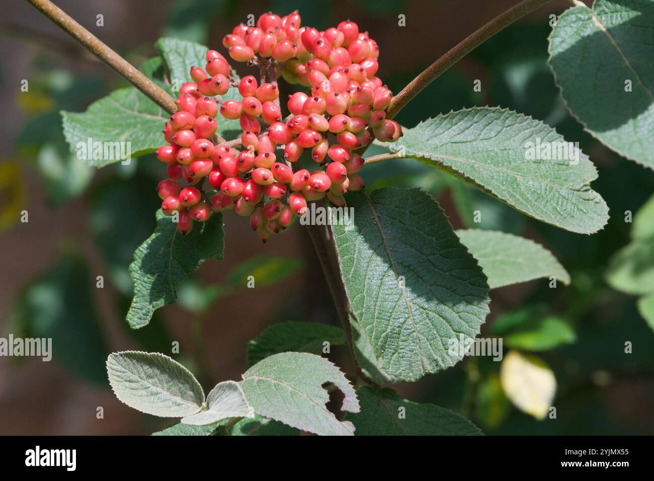 Wayfaring-tree (Viburnum lantana Stock Photo - Alamy