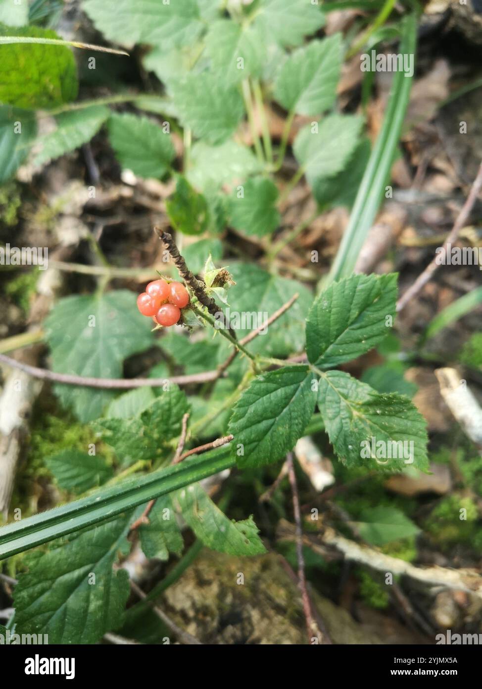 Stone Bramble (Rubus saxatilis Stock Photo - Alamy