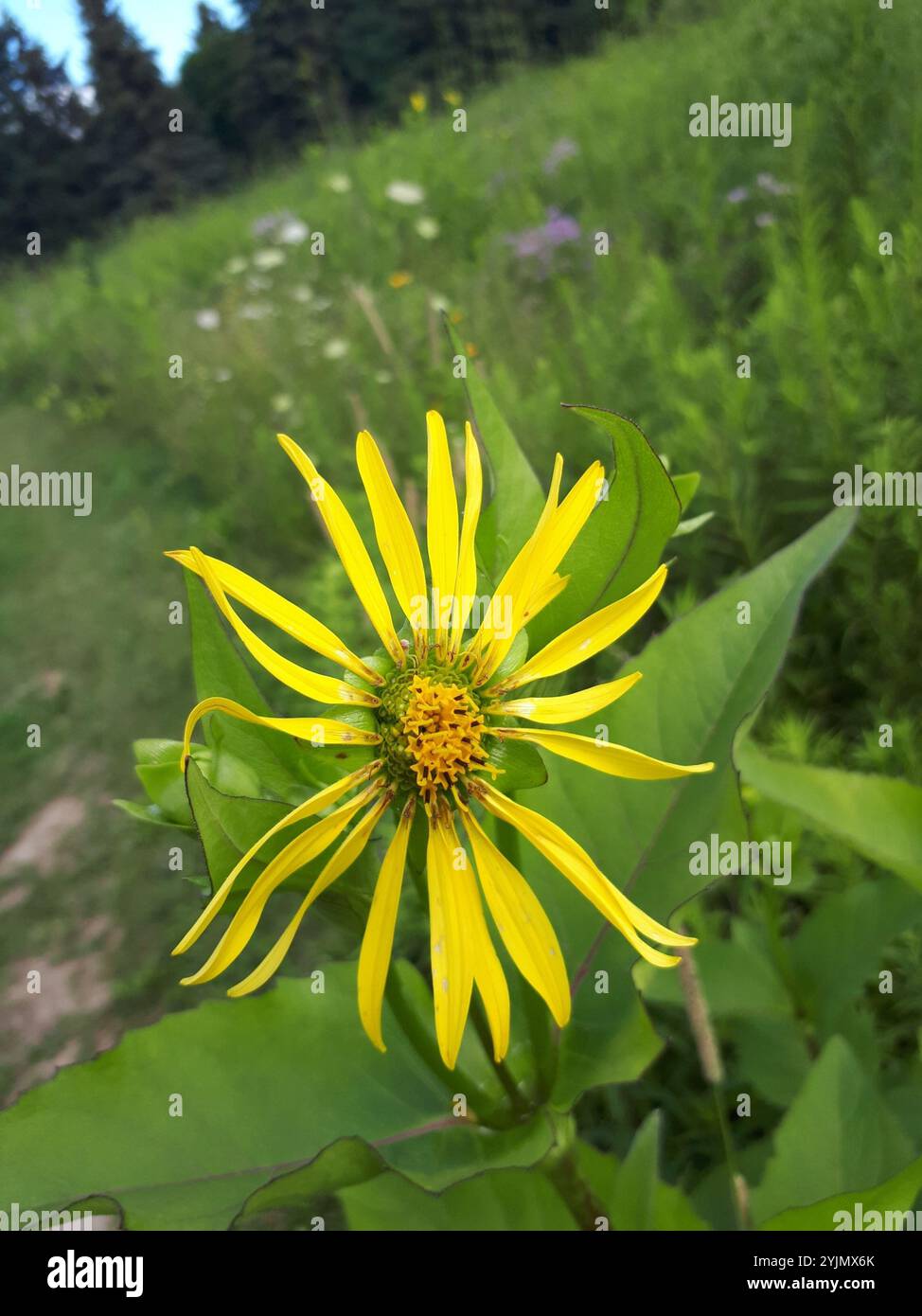 cup plant (Silphium perfoliatum Stock Photo - Alamy