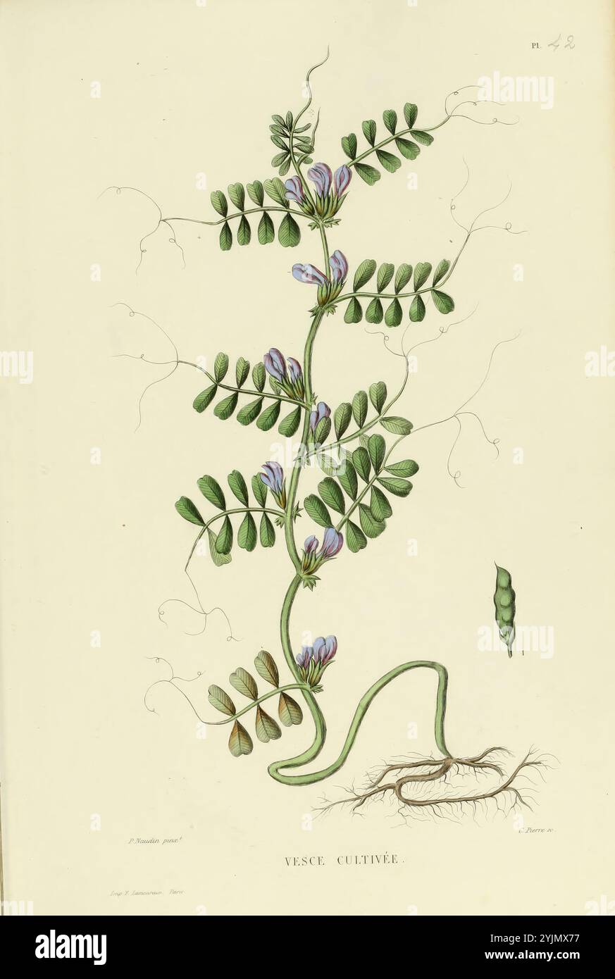 Significance in botanical illustration hi-res stock photography and ...