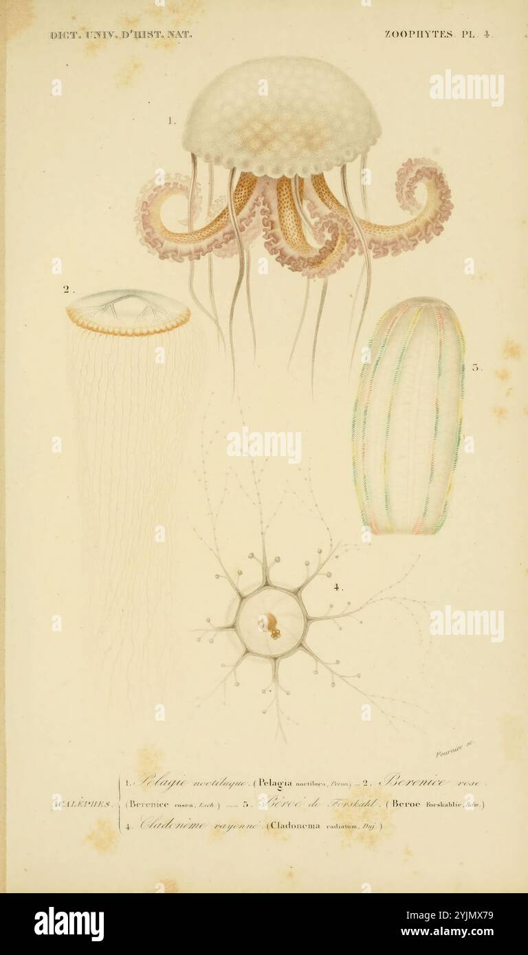 Different jellyfish forms hi-res stock photography and images - Alamy